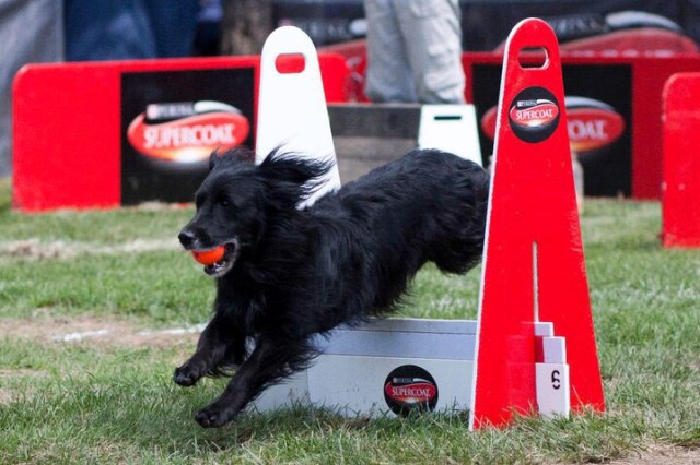 Australian Flyball Association Inc.